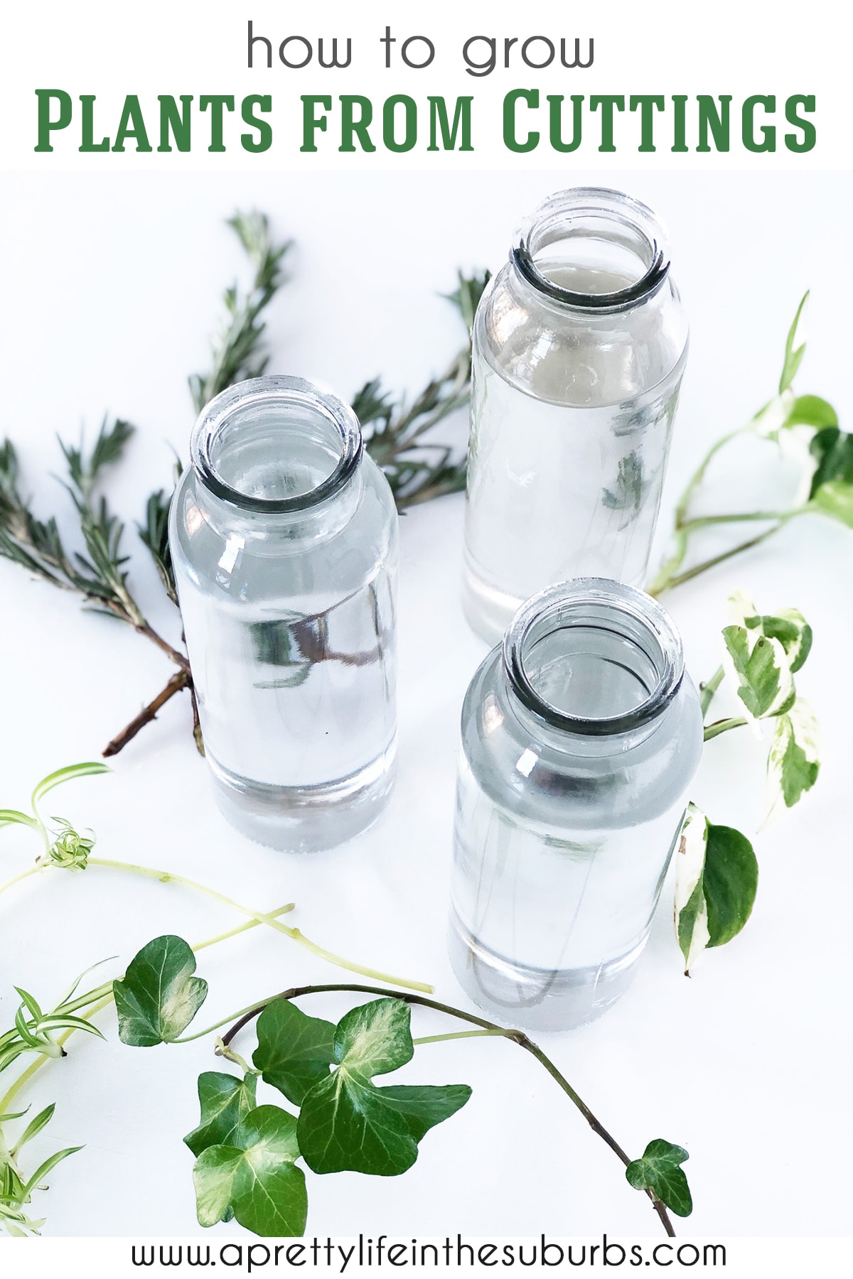 How to Grow Plants From Cuttings - A Pretty Life In The Suburbs