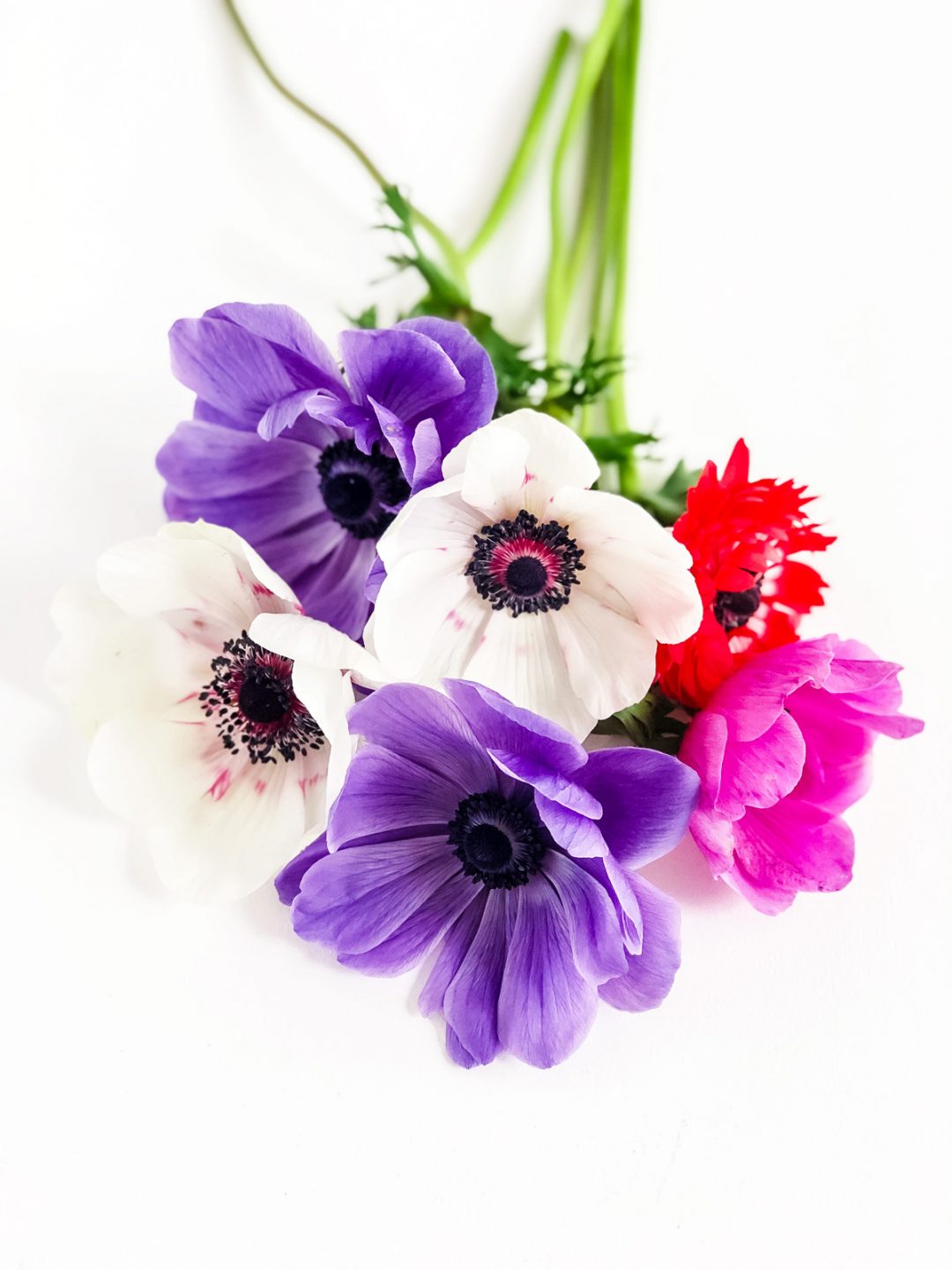 Flowers From My Garden: All the Anemones! - A Pretty Life In The Suburbs