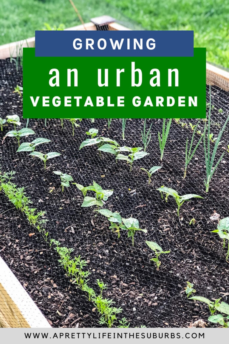 My Urban Vegetable Garden Layout - A Pretty Life In The Suburbs